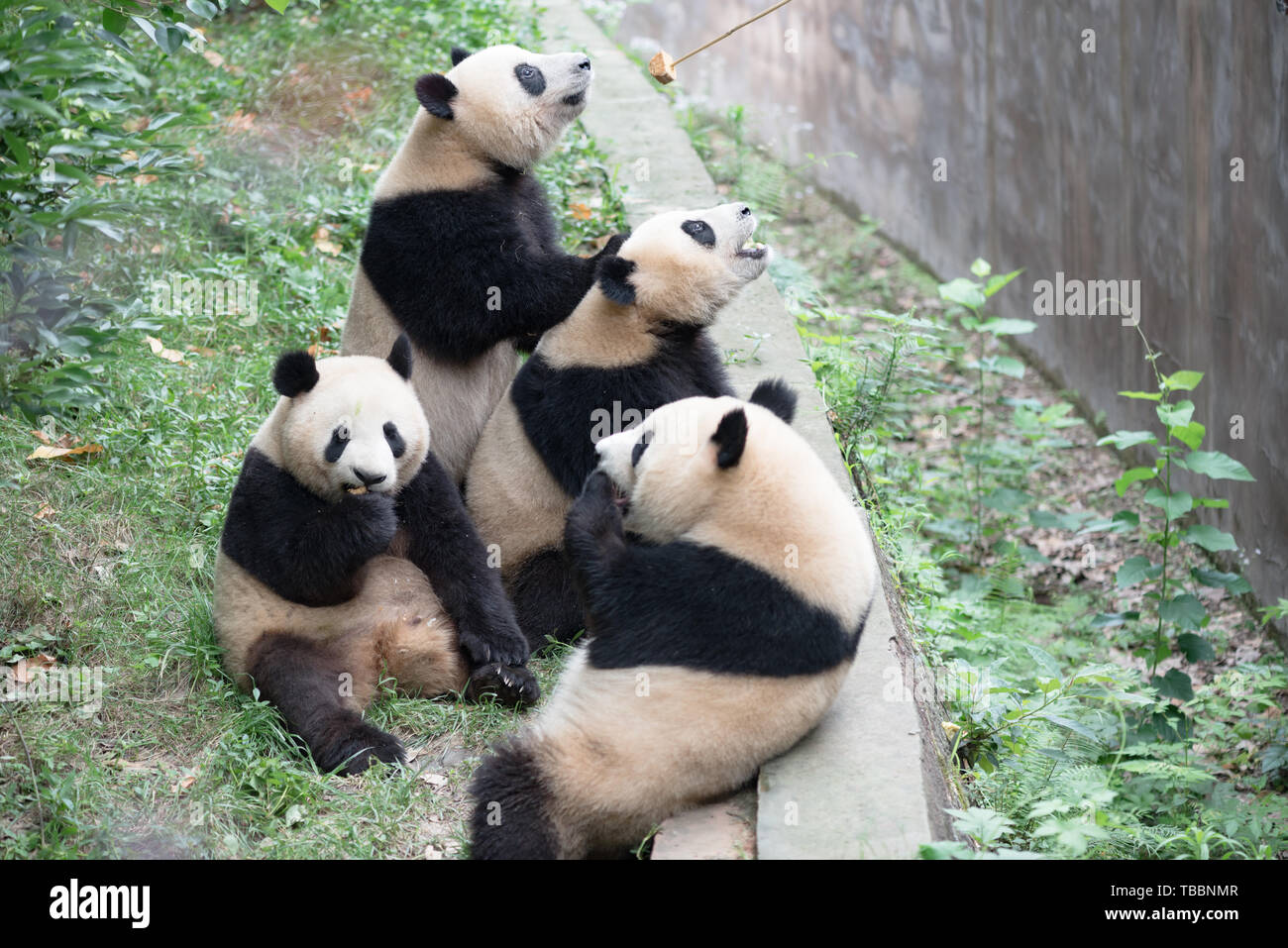 Four pandas hi-res stock photography and images - Alamy