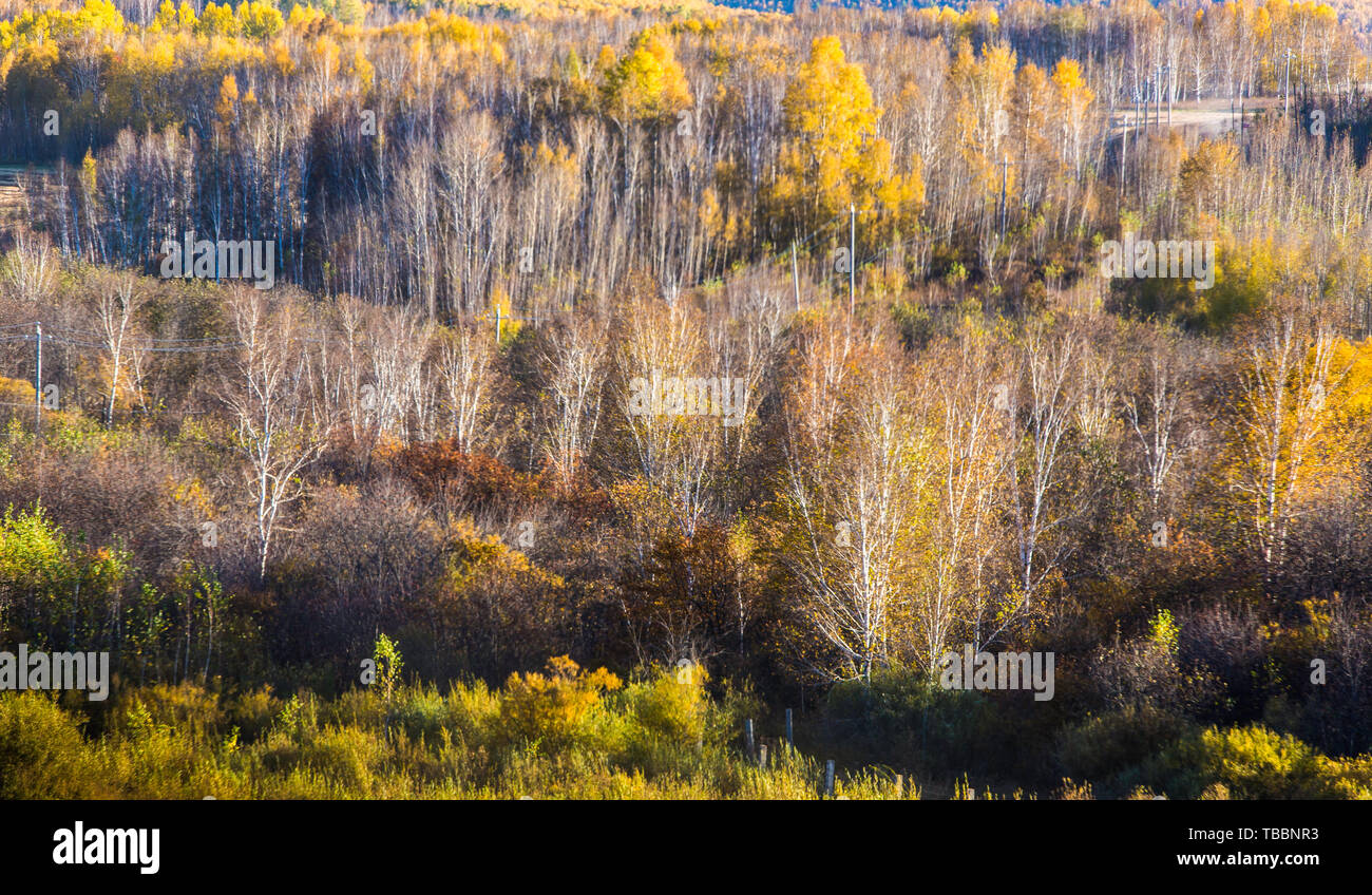 Erguna river and river forest hi-res stock photography and images - Alamy
