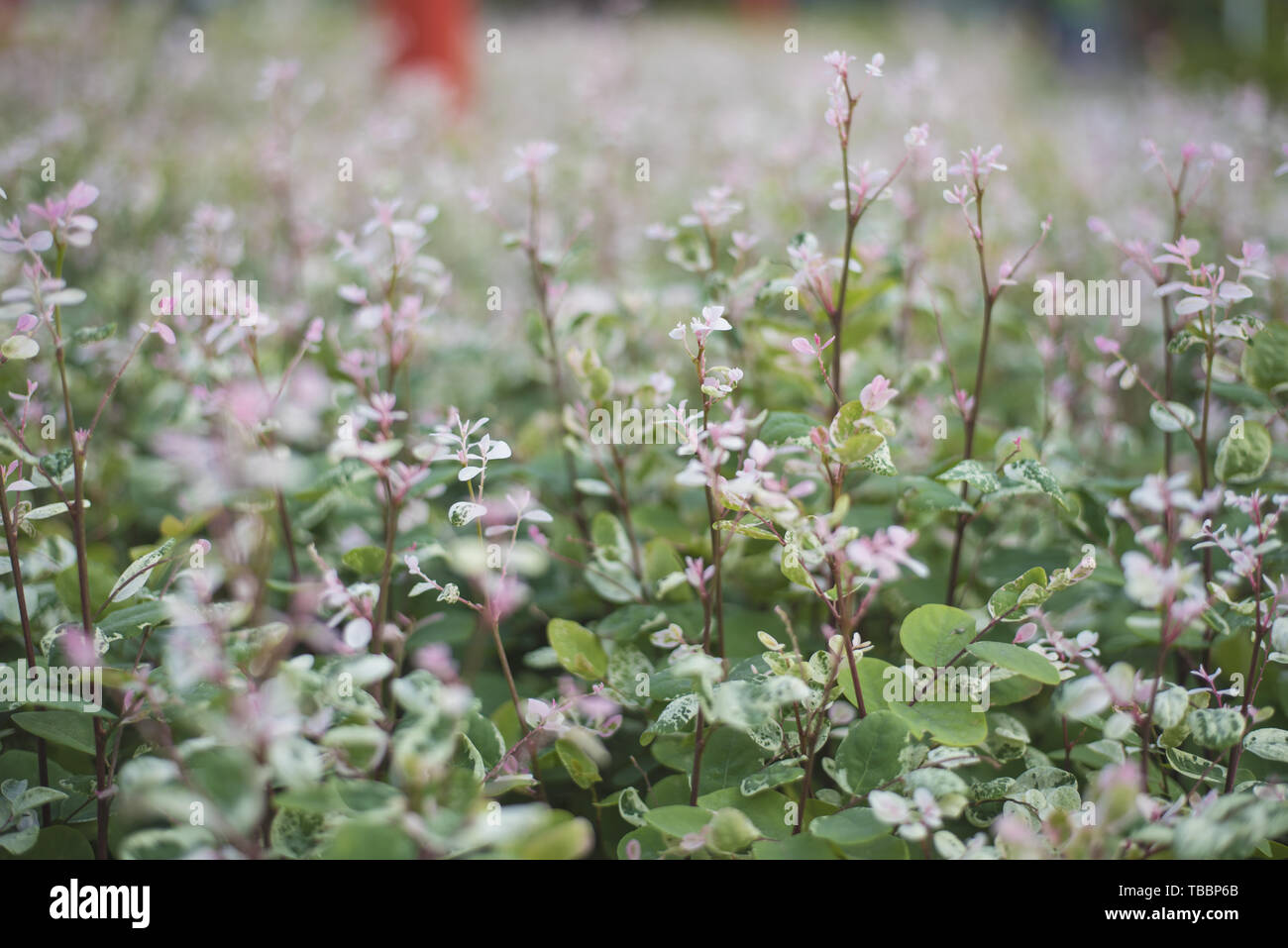 Photo of snowflake wood plants Stock Photo - Alamy