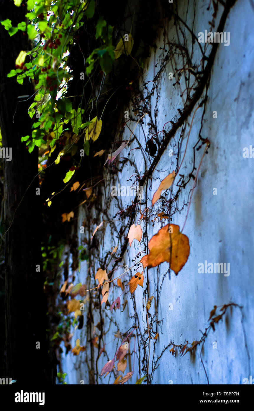 Autumn Color in Suzhou Garden Stock Photo - Alamy