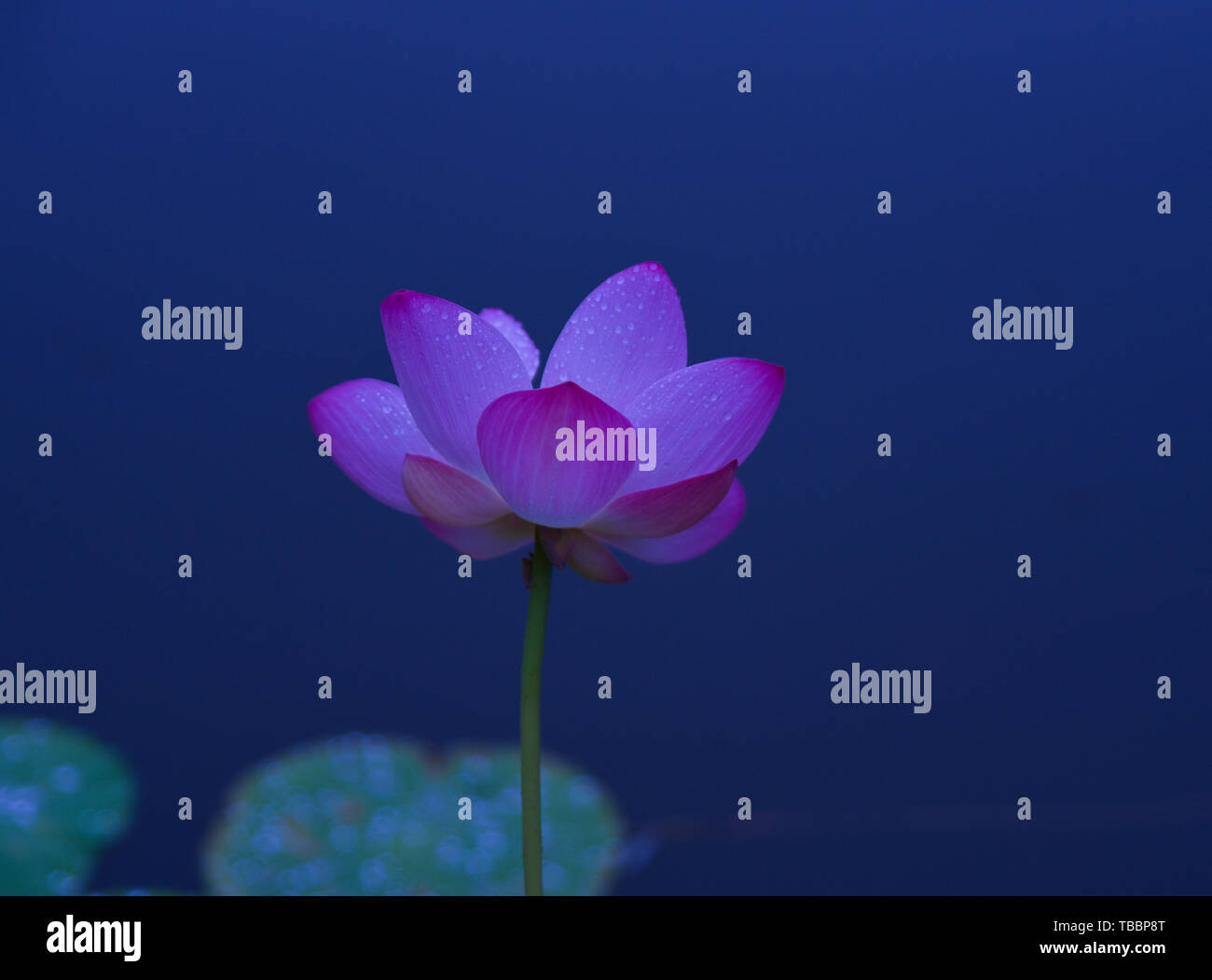 Lotus and spiders Stock Photo - Alamy
