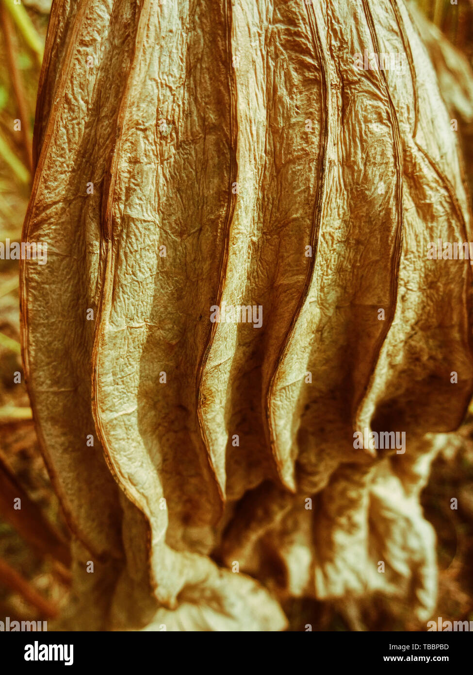 The withered lotus leaf Stock Photo - Alamy