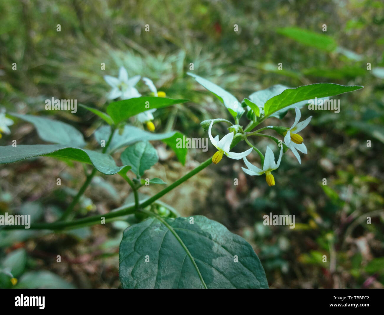 The flowers of the dragon flower Stock Photo - Alamy