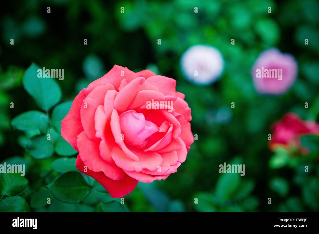 Moon flowers, roses, roses, bushes Stock Photo - Alamy