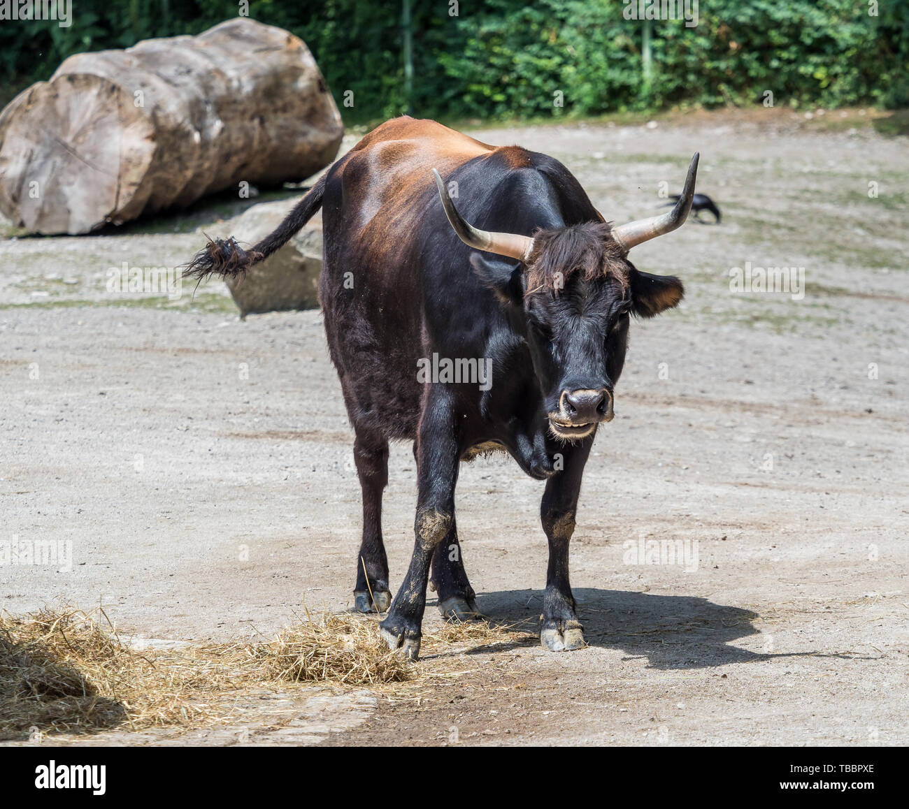 Heck cattle, Bos primigenius taurus, claimed to resemble the extinct ...