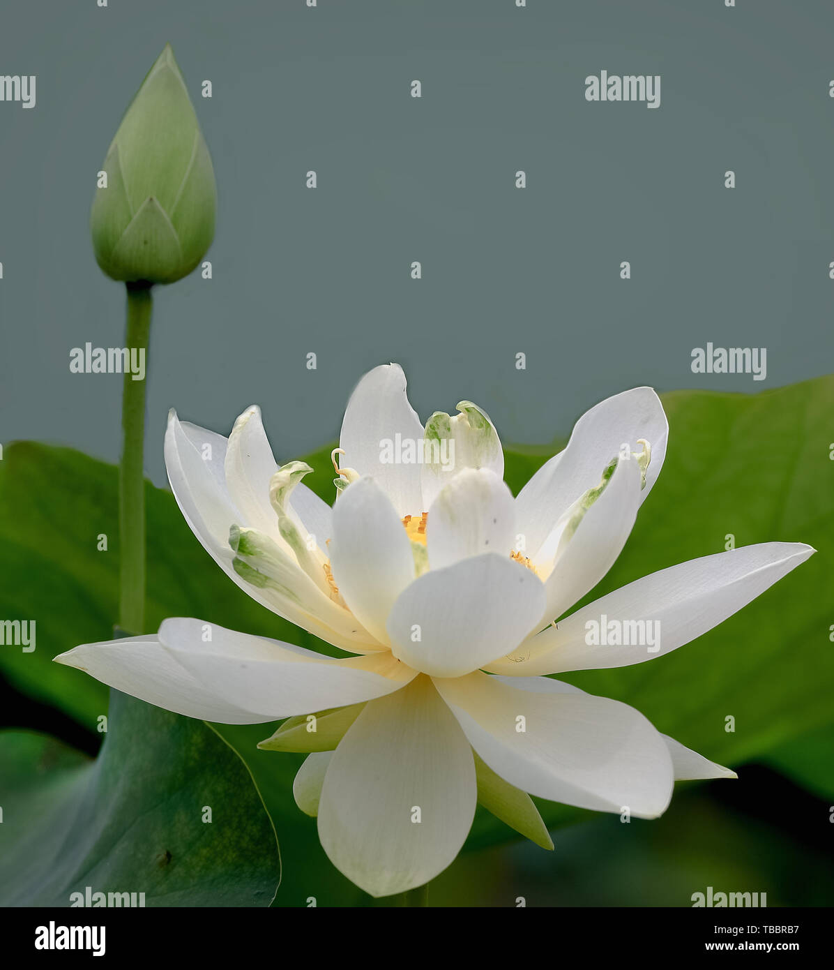 Lotus and birds Stock Photo - Alamy