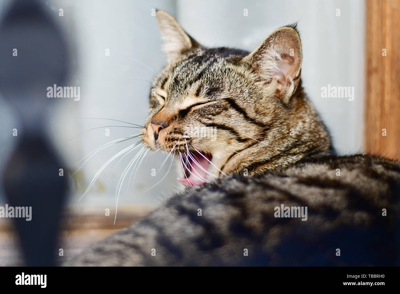 Funny sleepy cat yawning hi-res stock photography and images - Alamy