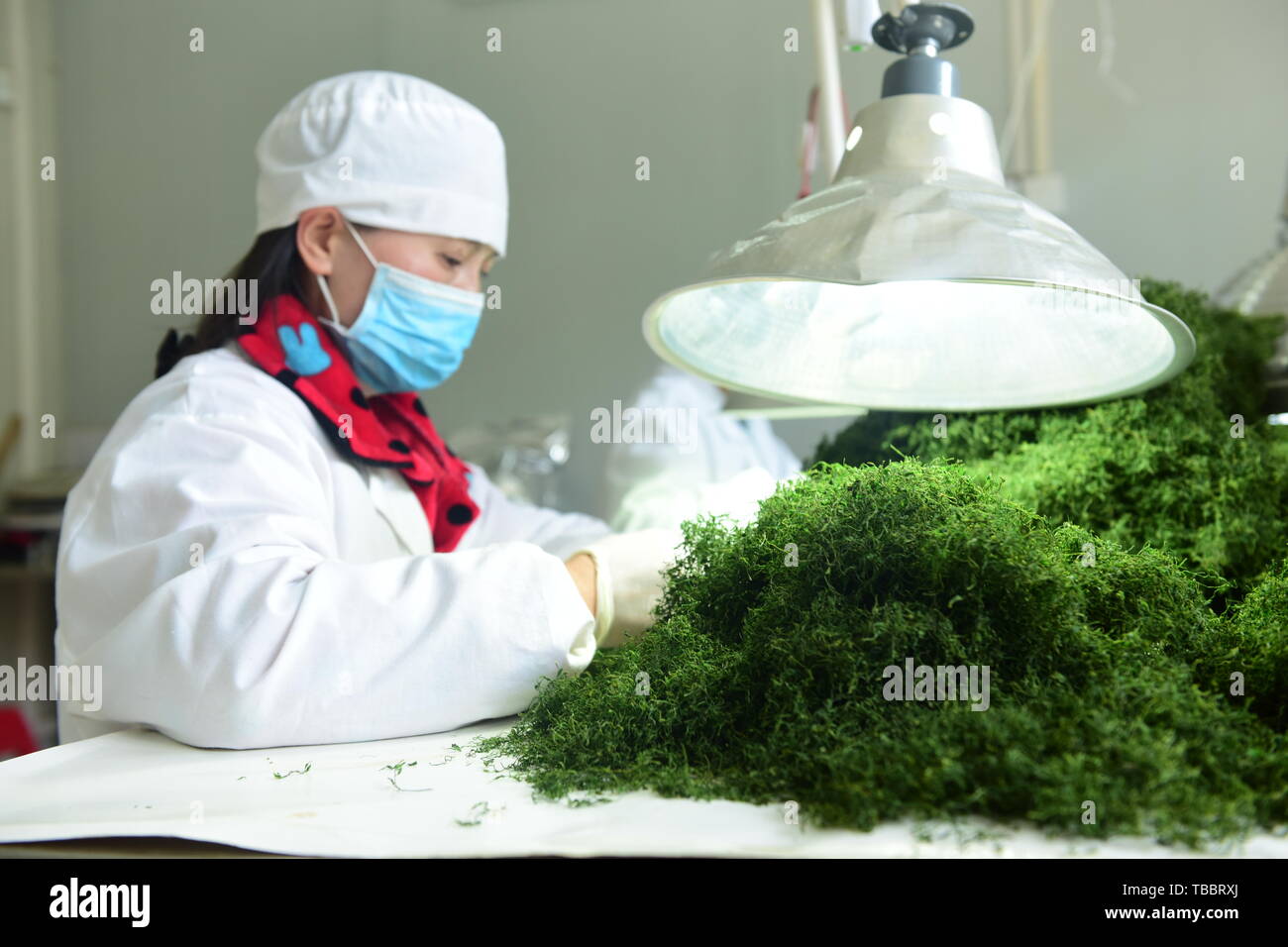 Processing medicinal materials hi-res stock photography and images - Alamy