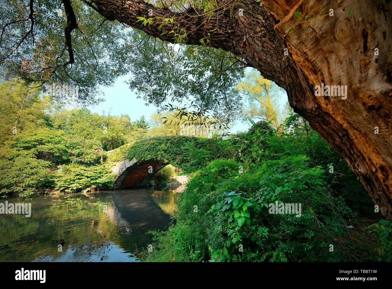 Central Park Spring with bridge in midtown Manhattan New York City ...