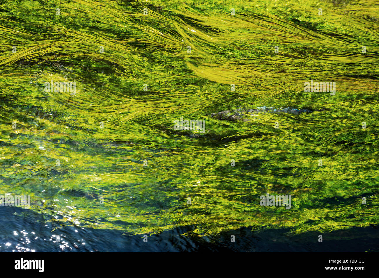 The ripples of green grass in the water Stock Photo - Alamy