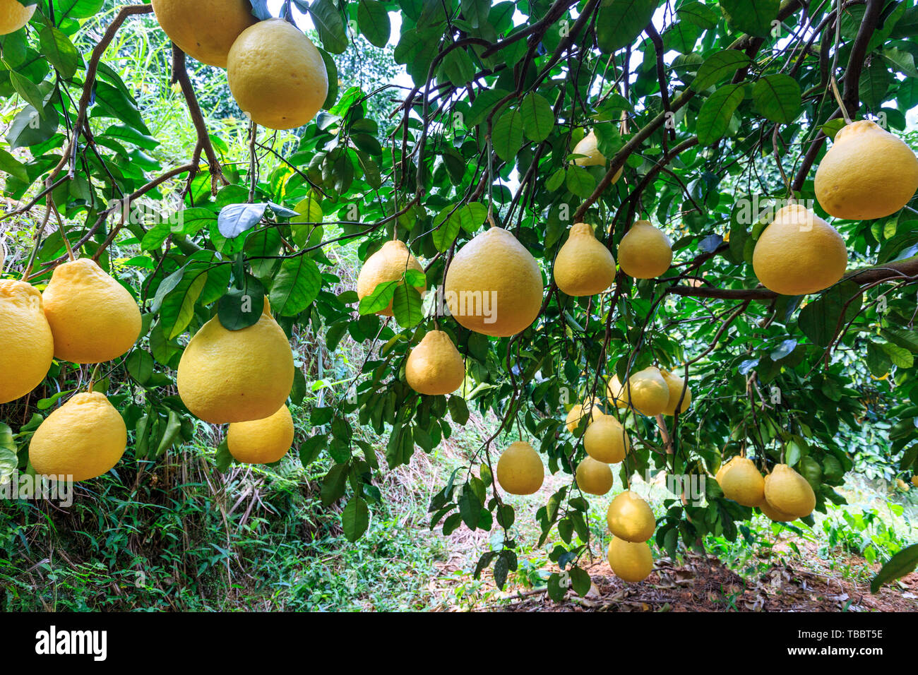 Shatian pomelo hi-res stock photography and images - Alamy