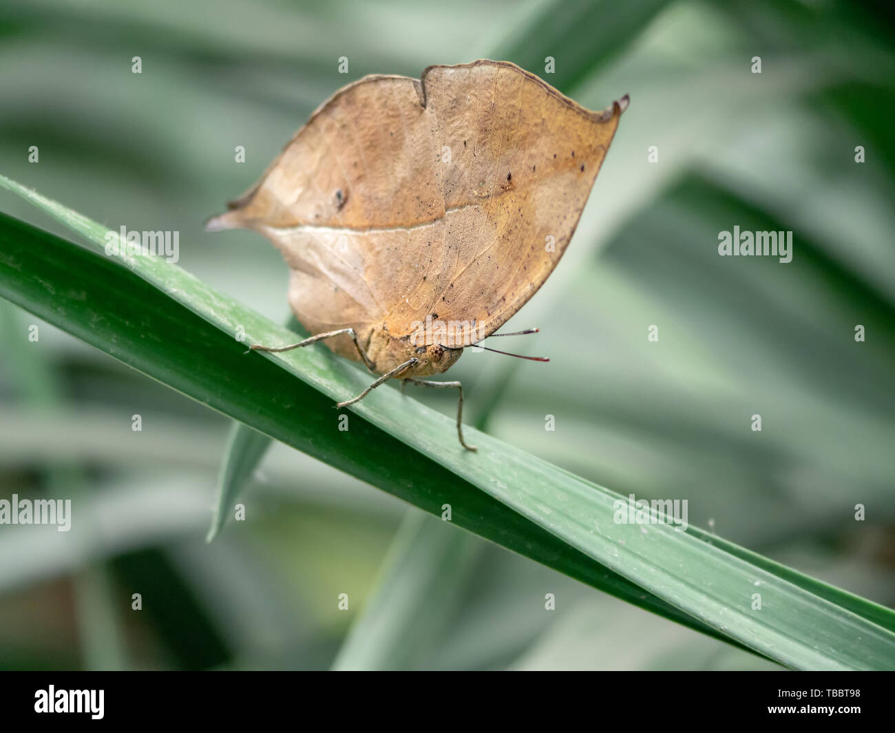 Dead insects and plants hi-res stock photography and images - Alamy