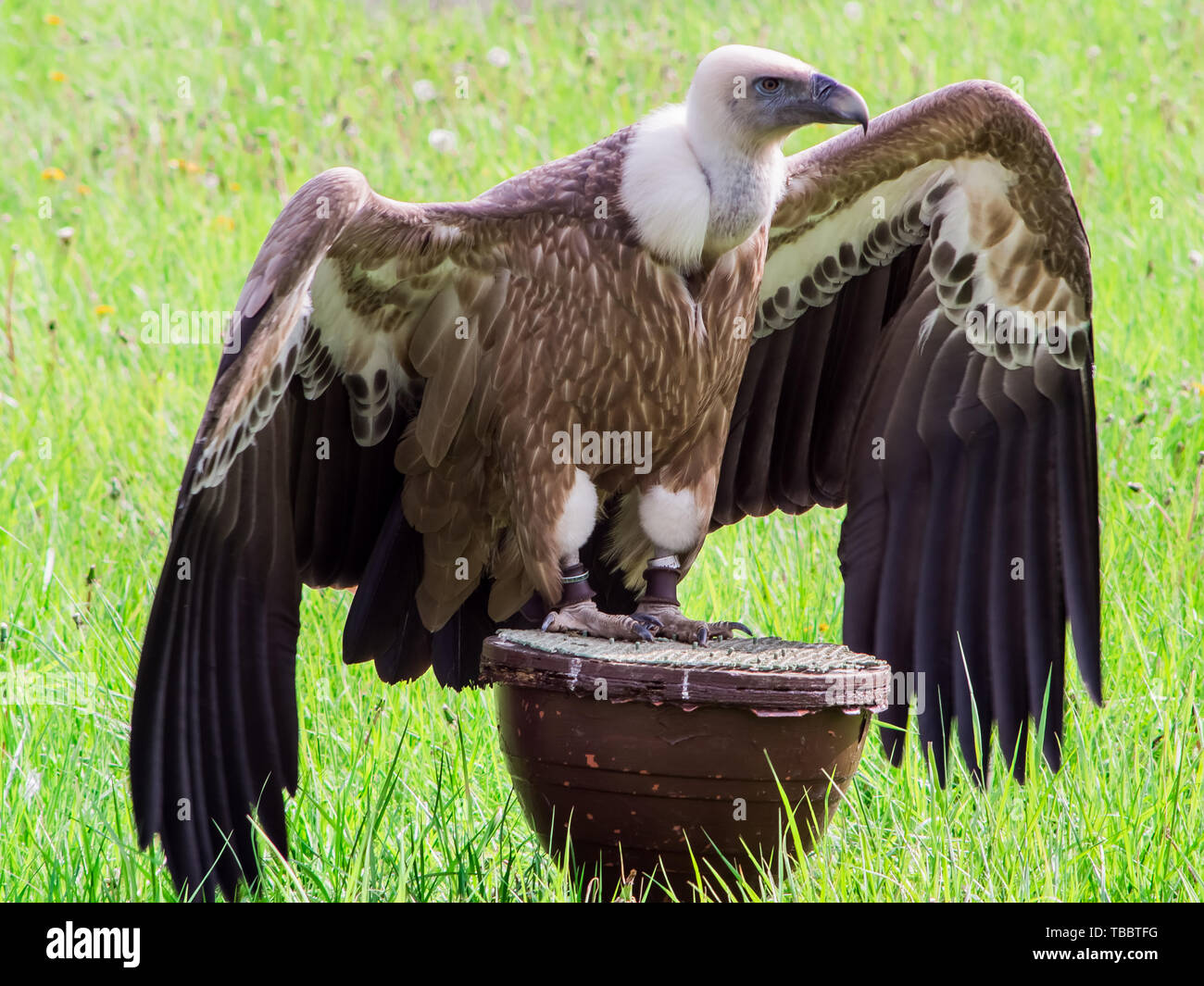 Female griffon vulture spreading her wings Stock Photo - Alamy
