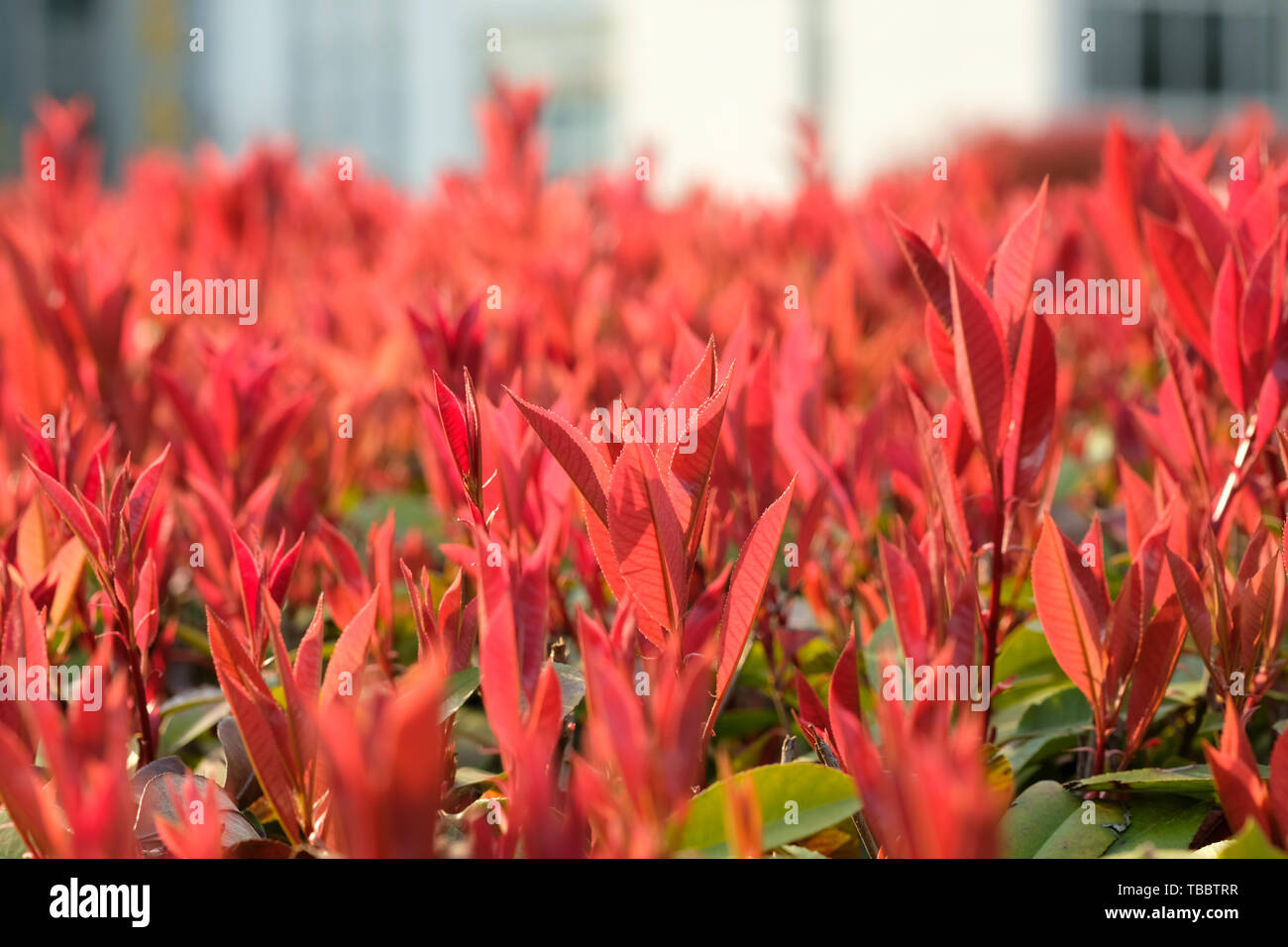 Red leaf heather hi-res stock photography and images - Alamy