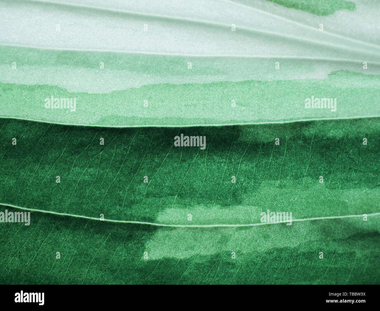 Texture of a leaf, mint color Stock Photo - Alamy