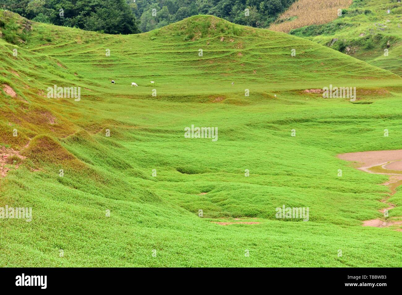 Green beautiful prairie Stock Photo - Alamy