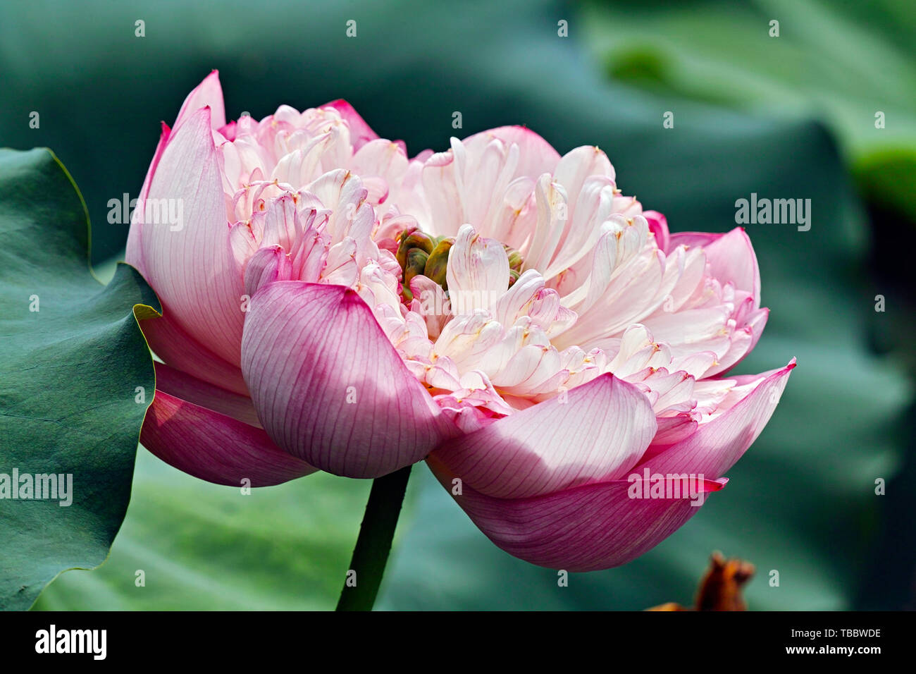 Foreign flowers and lily hi-res stock photography and images - Alamy
