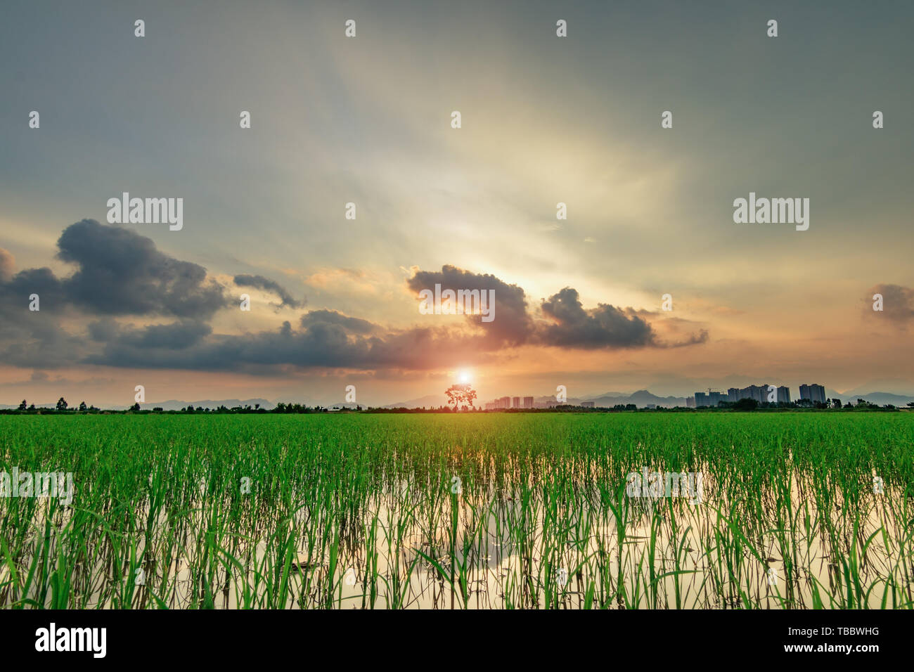 Farmers fields dawn hi-res stock photography and images - Alamy