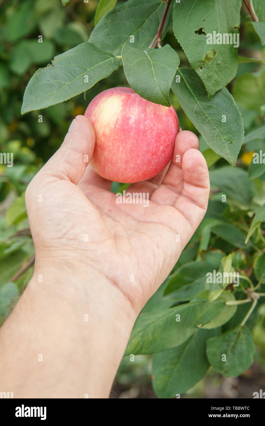 Gardener hand picking red apple. Male hand reaches for the apples on ...