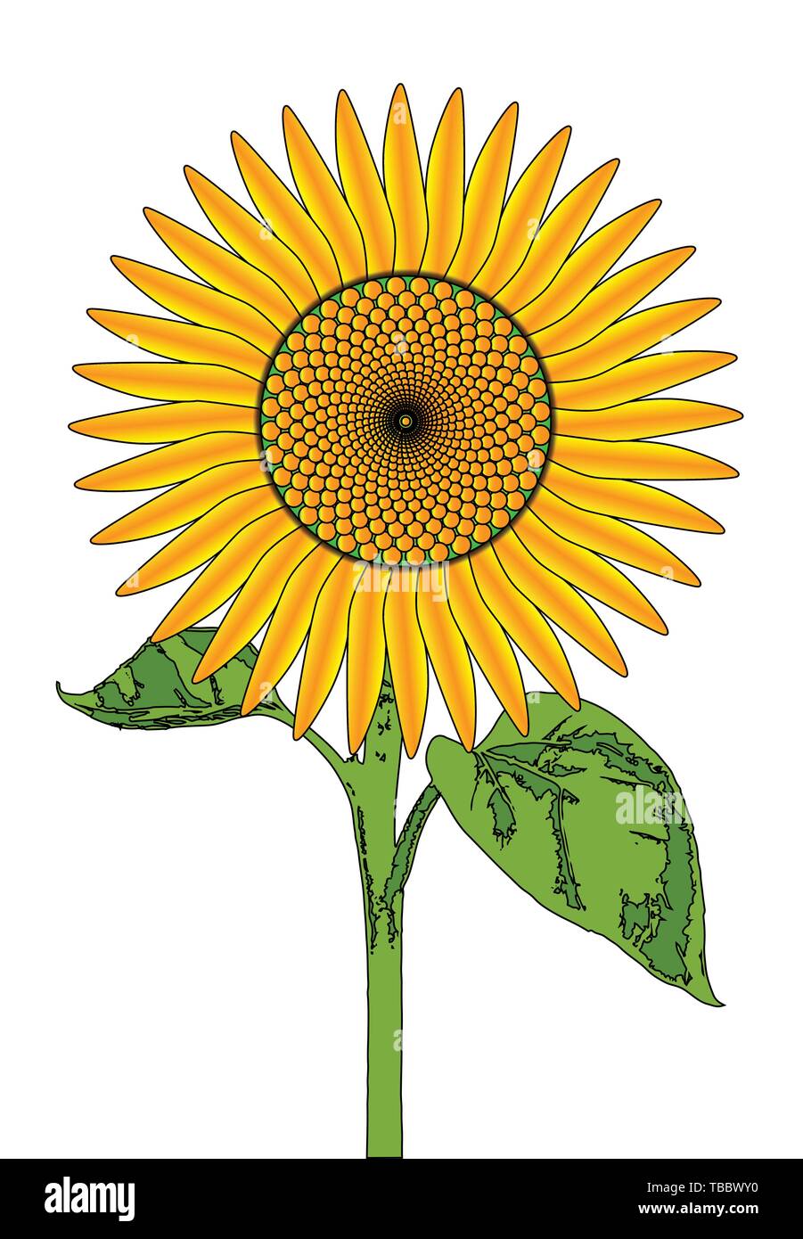 Giant sunflower head Stock Vector Images - Alamy