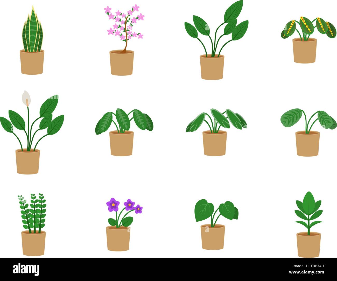 Maranta houseplants Stock Vector Images - Alamy