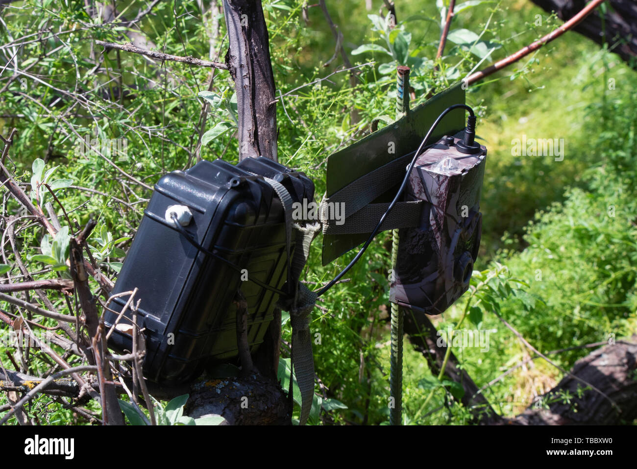 Camera trap on tree for pictures of animals Stock Photo - Alamy