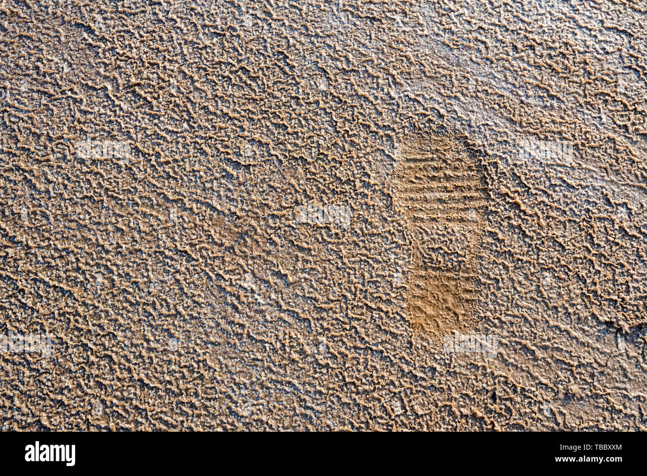 Saline soil hi-res stock photography and images - Alamy