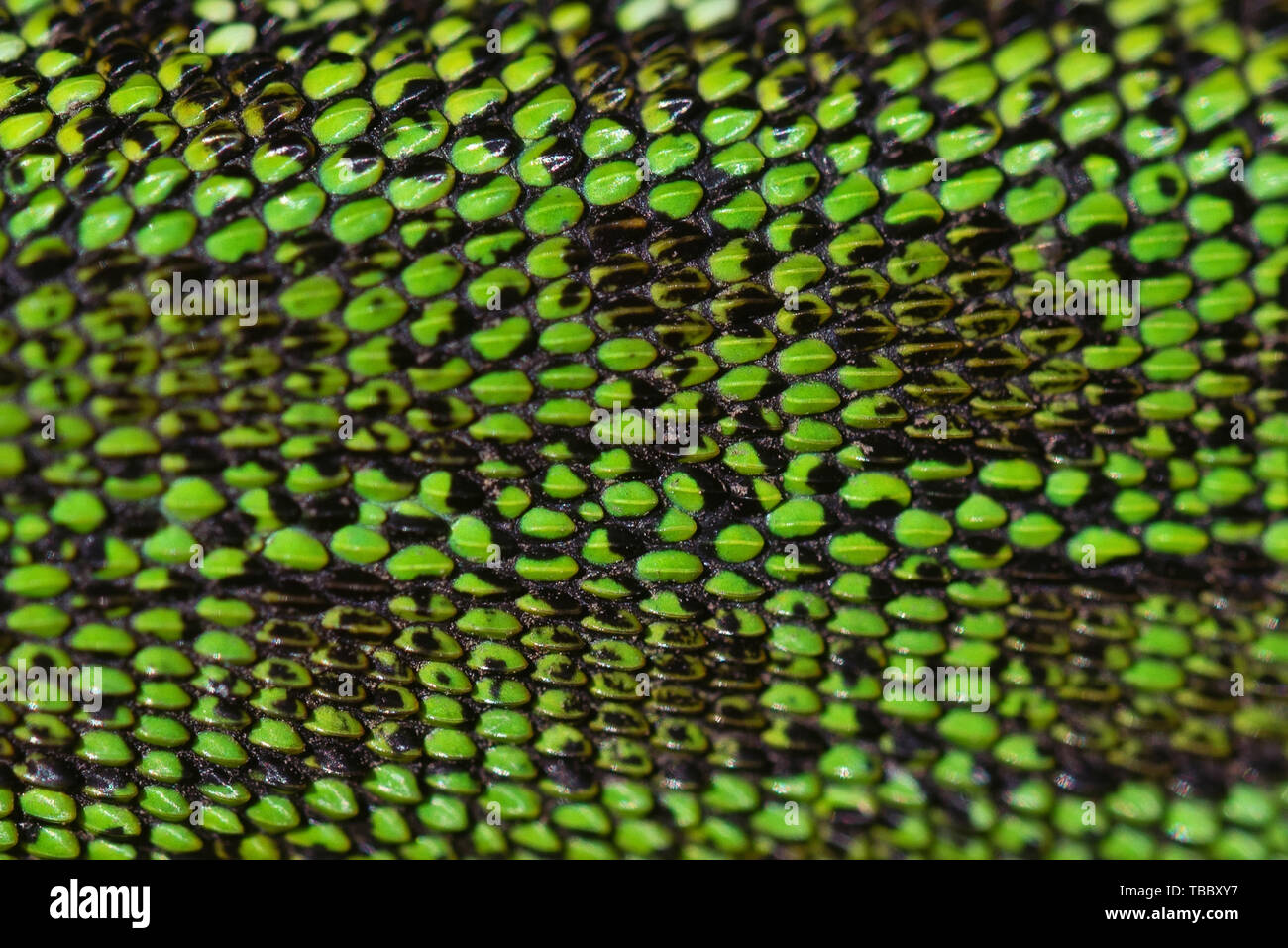 Blue Lizard Skin Texture