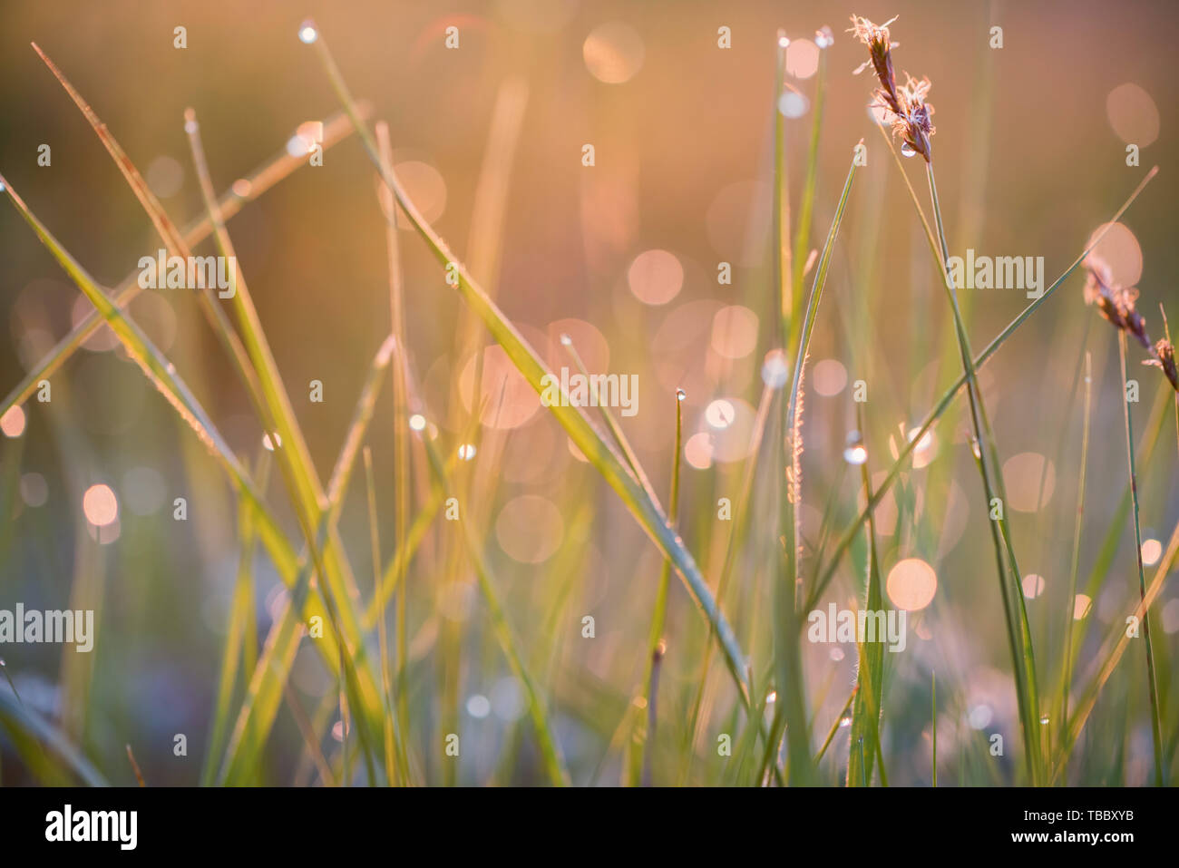 Beautiful background with morning dew on grass close Stock Photo - Alamy