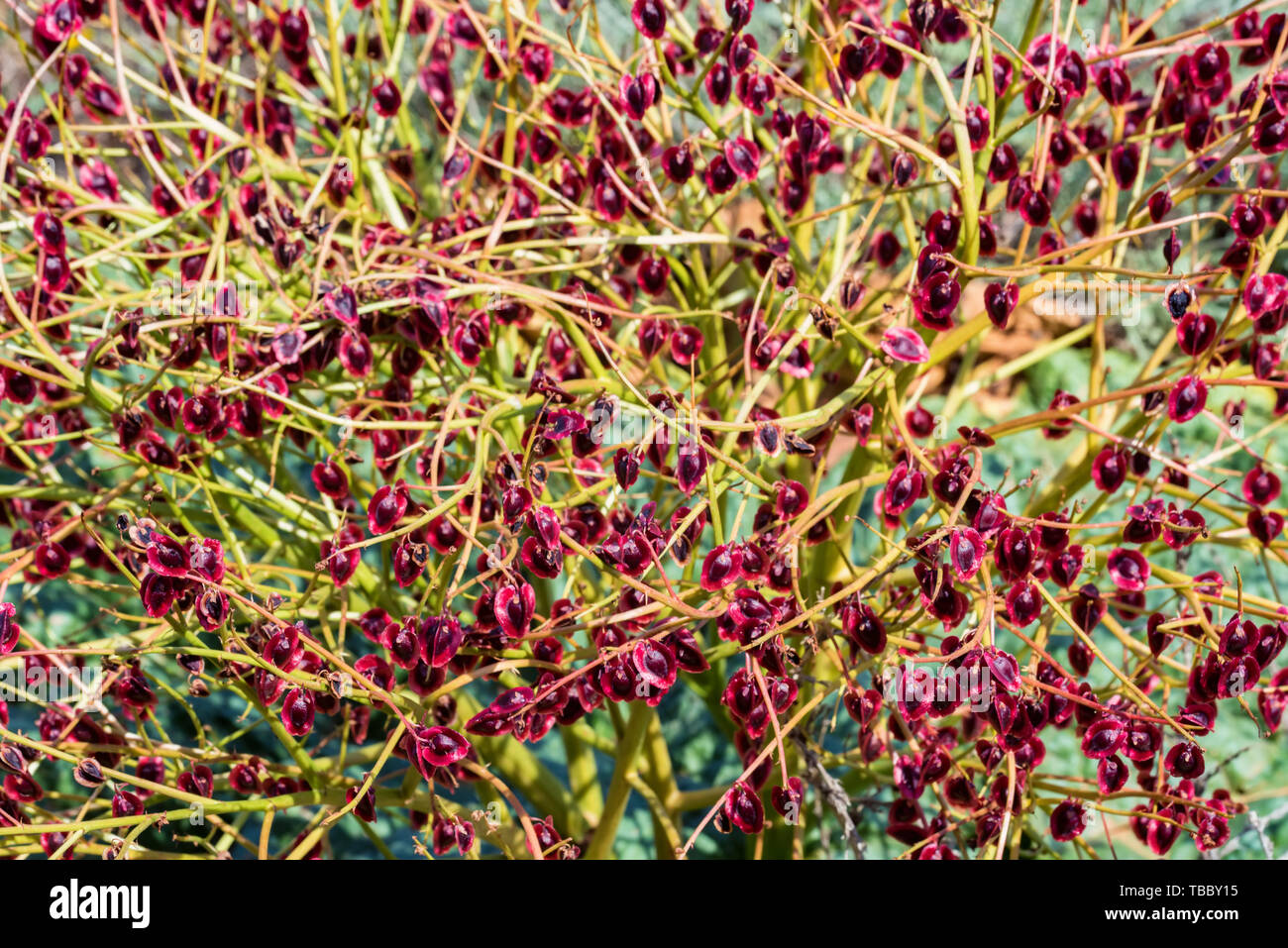 Beautiful background with red seeds of Rheum tataricum Stock Photo - Alamy