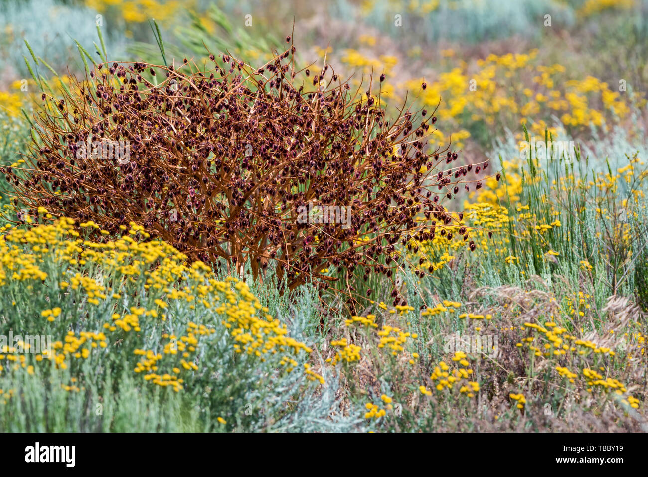 Beautiful background with red seeds of Rheum tataricum Stock Photo - Alamy