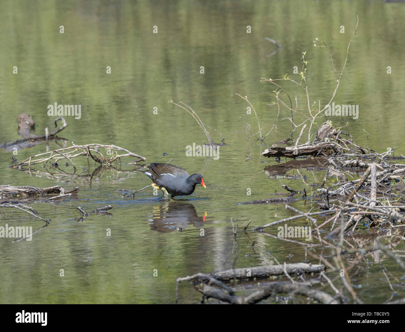Slipka hi-res stock photography and images - Alamy
