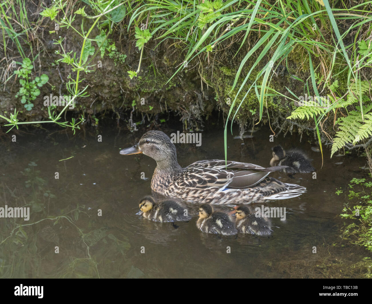 Hen with hatchlings hi-res stock photography and images - Alamy