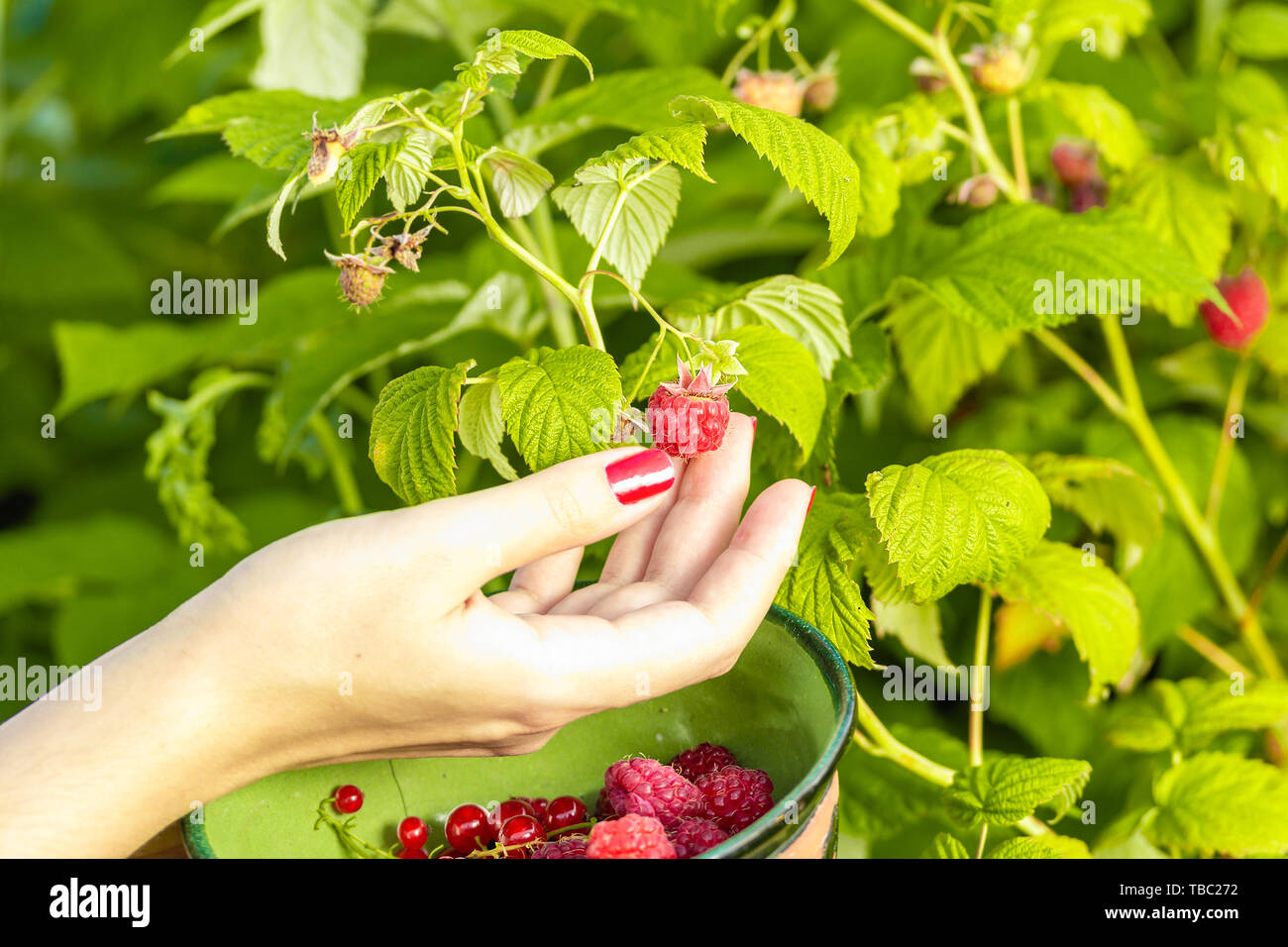 Female hand plucking a raspberry berry from a bush close up Stock Photo ...