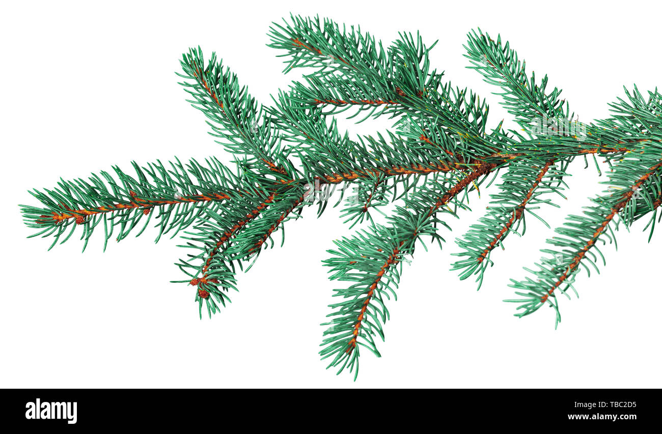Fir branch isolated on white background Stock Photo - Alamy