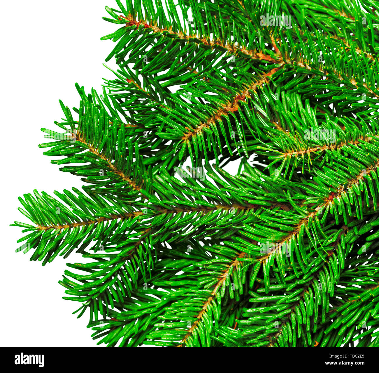 Fir branch isolated on white background Stock Photo - Alamy