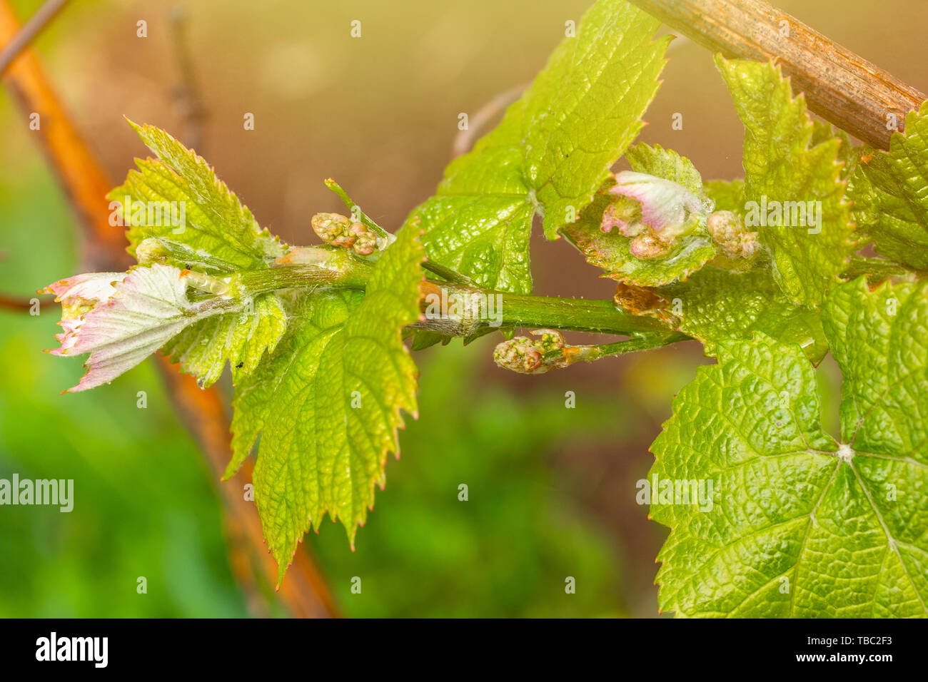 Grape Vine Shoot Close Up Close Up High Resolution Stock Photography ...