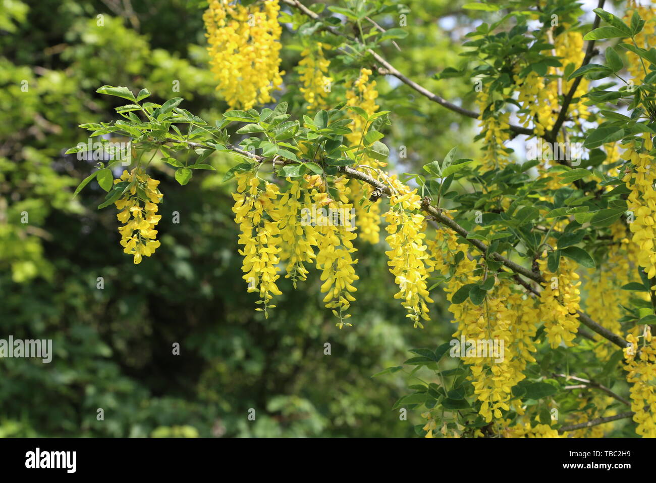 Beautiful spring yellow acacia tree, branch blossoms against blurred ...