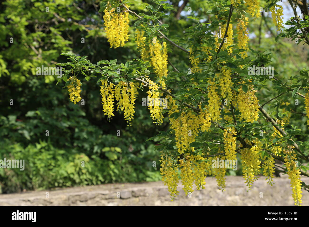 Beautiful spring yellow acacia tree, branch blossoms against blurred ...