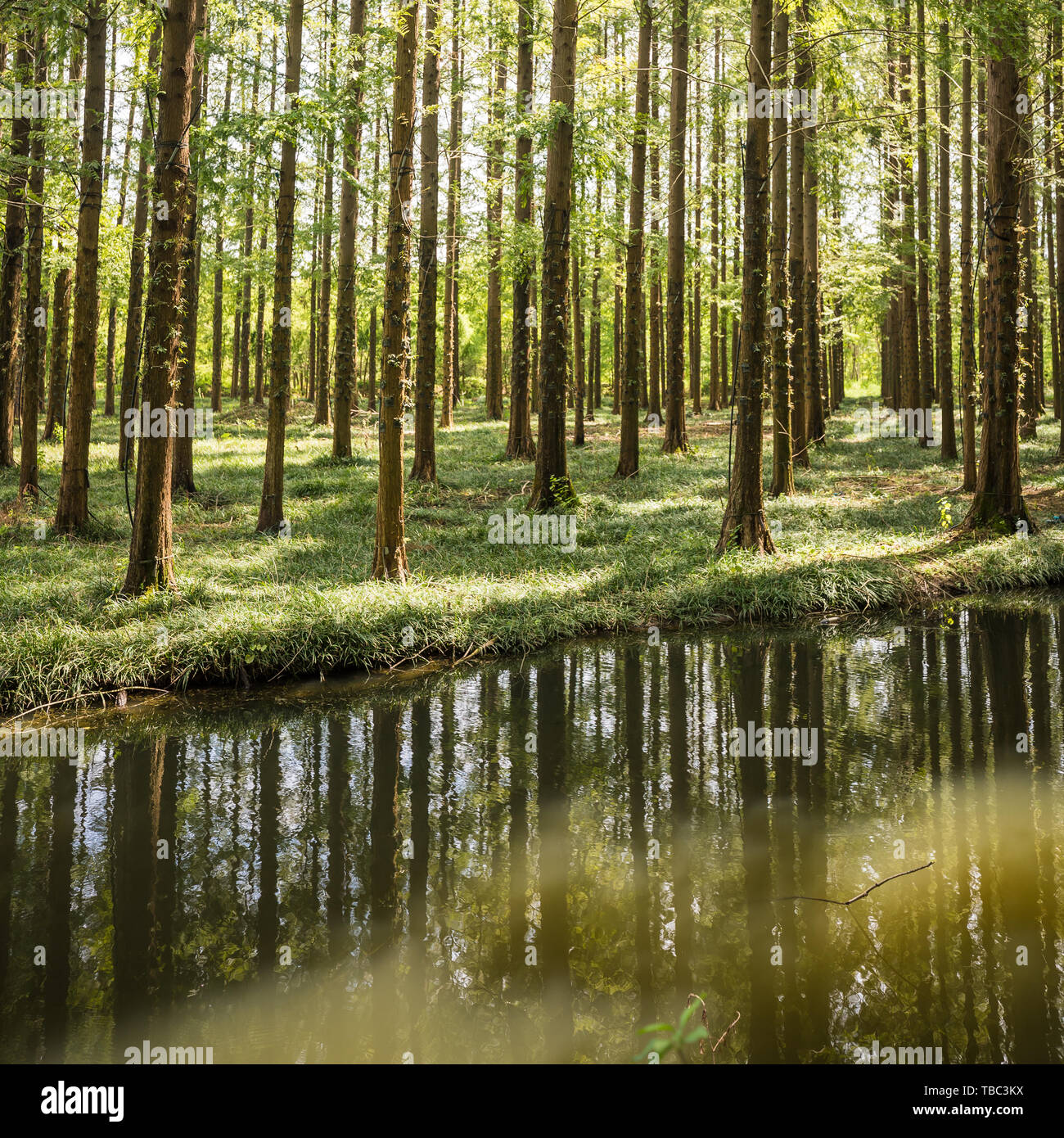 Photographed at Baoying Lake National Wetland Park, Yangzhou, September ...