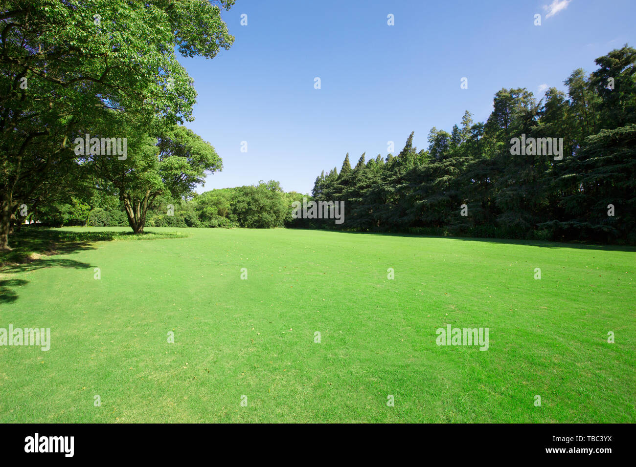 Summer tree-lined park Stock Photo - Alamy