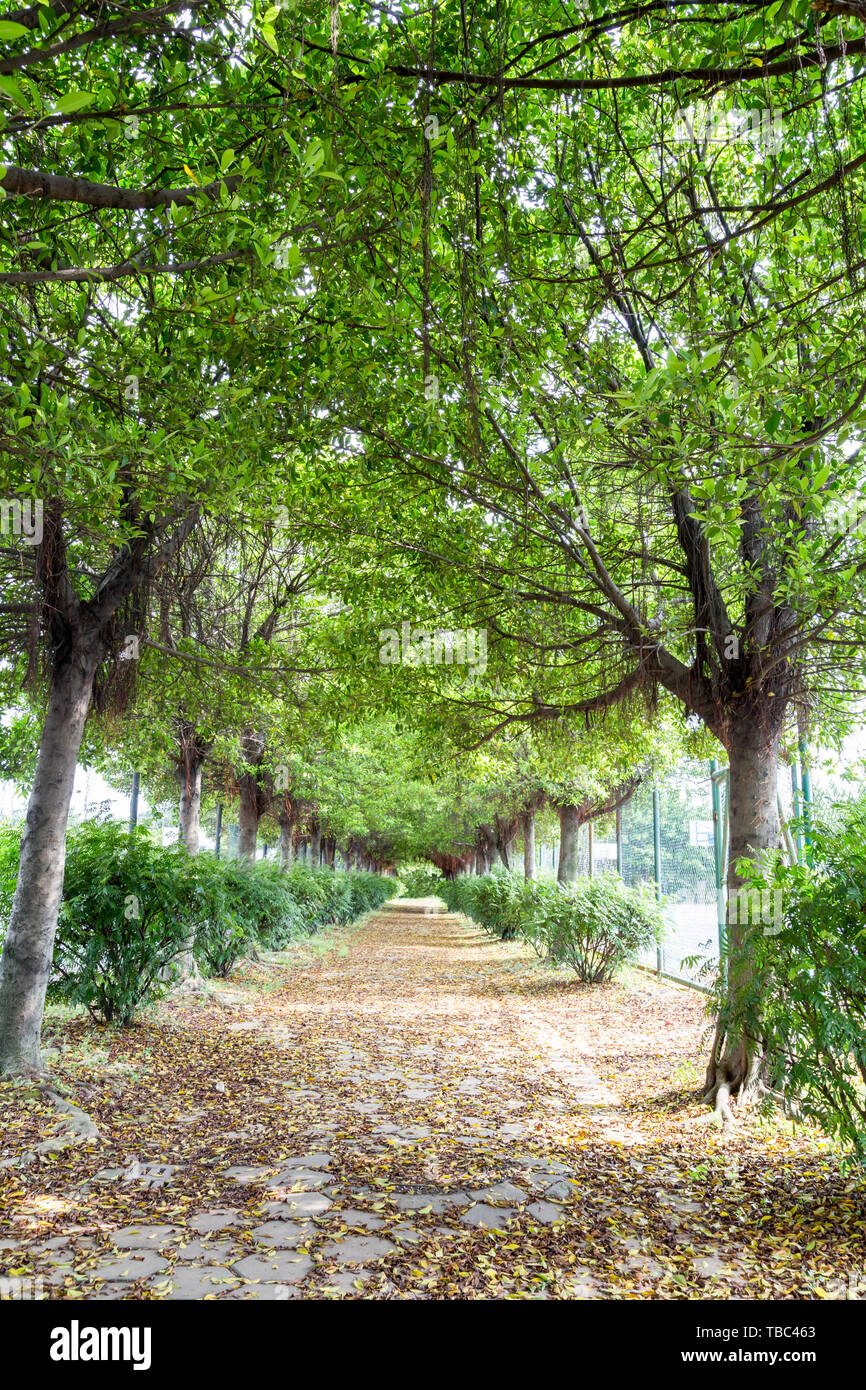 Comfortable weather with green onions hi-res stock photography and ...