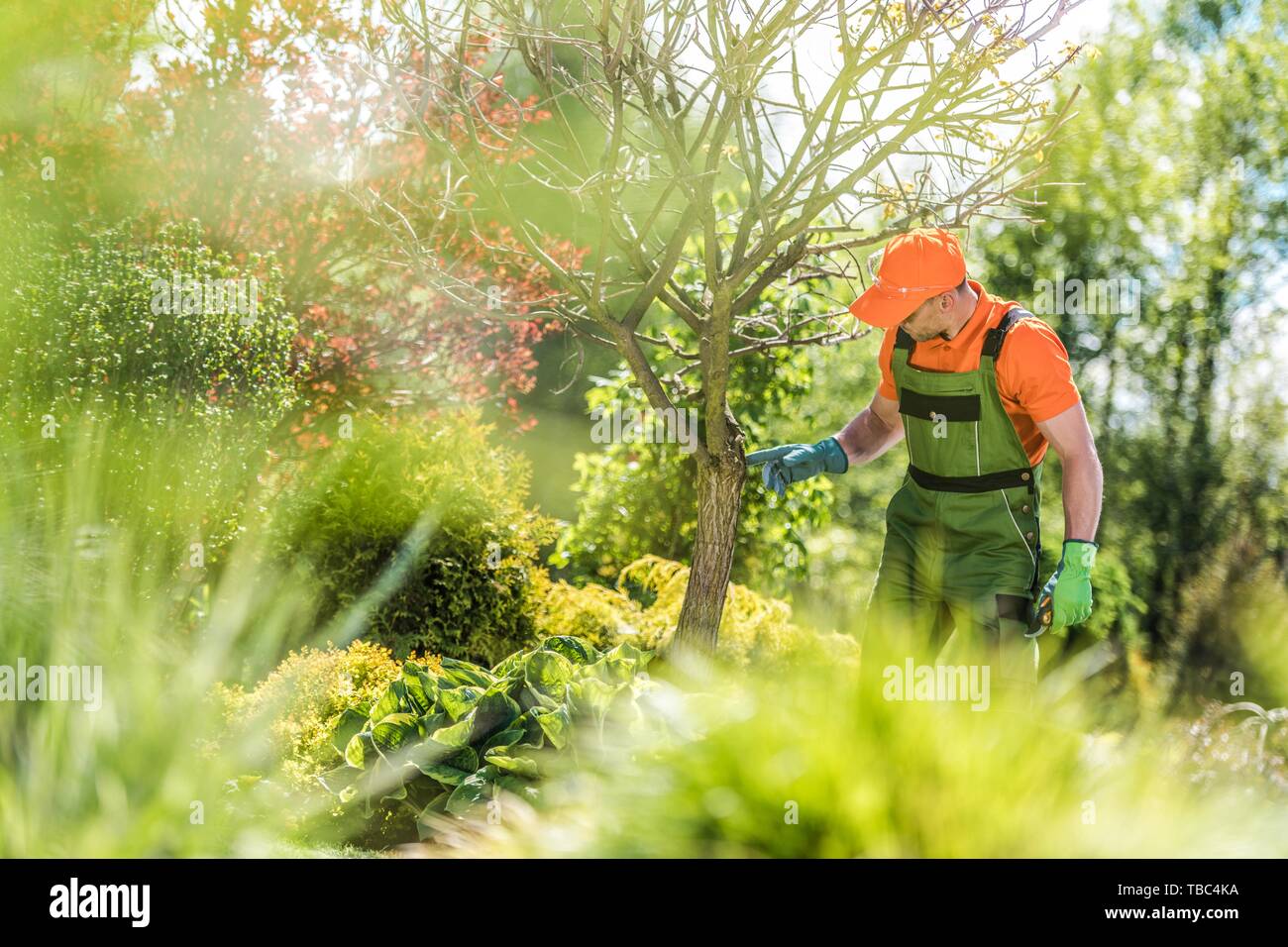 Caucasian Gardener in His 30s Checking Garden Trees Health. Spring Time ...