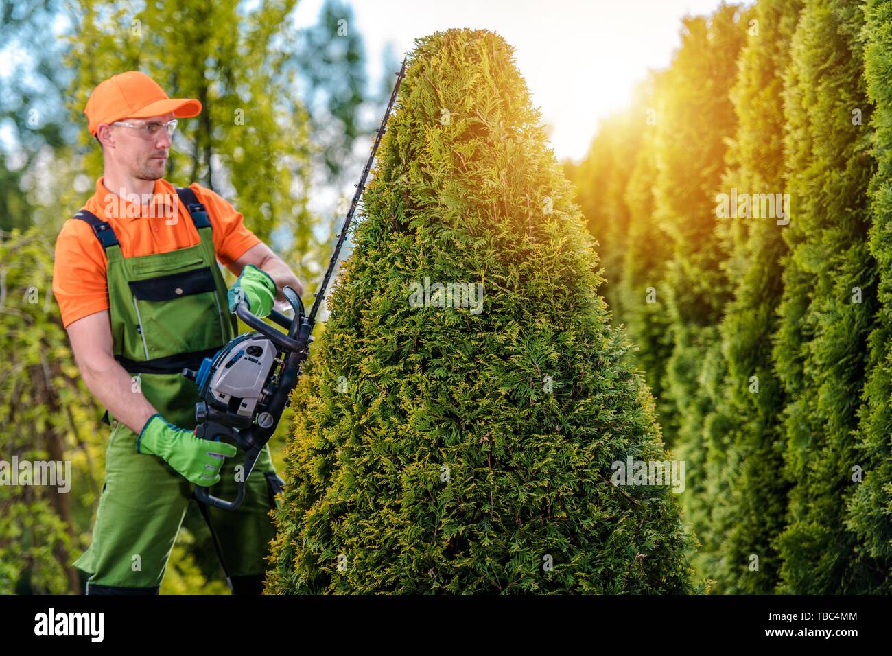 Caucasian Gardener Shaping Tree with Powerful Gasoline Plants Trimmer ...