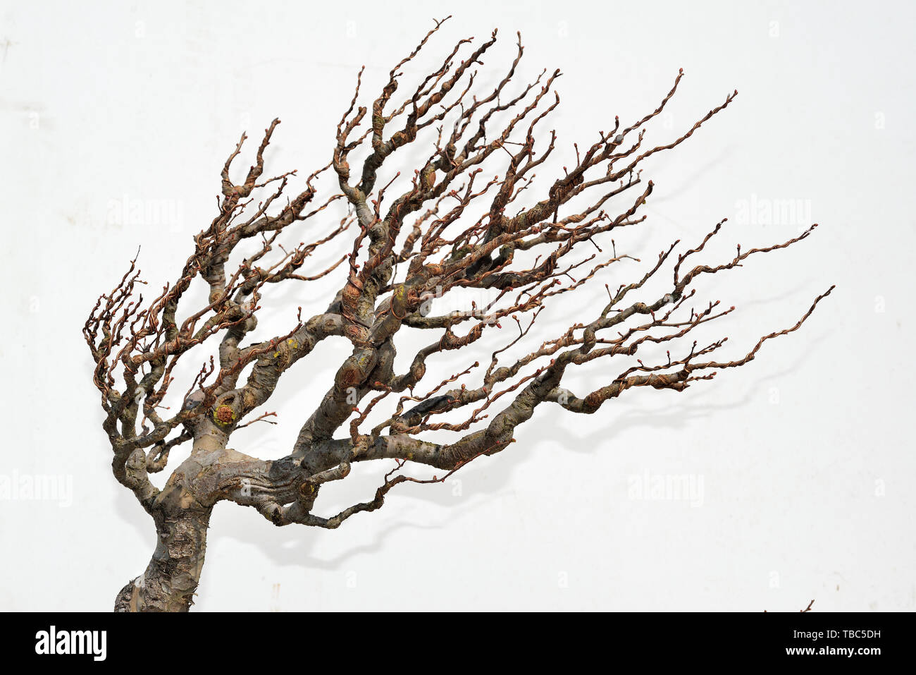 Closeup of withered branches Stock Photo - Alamy