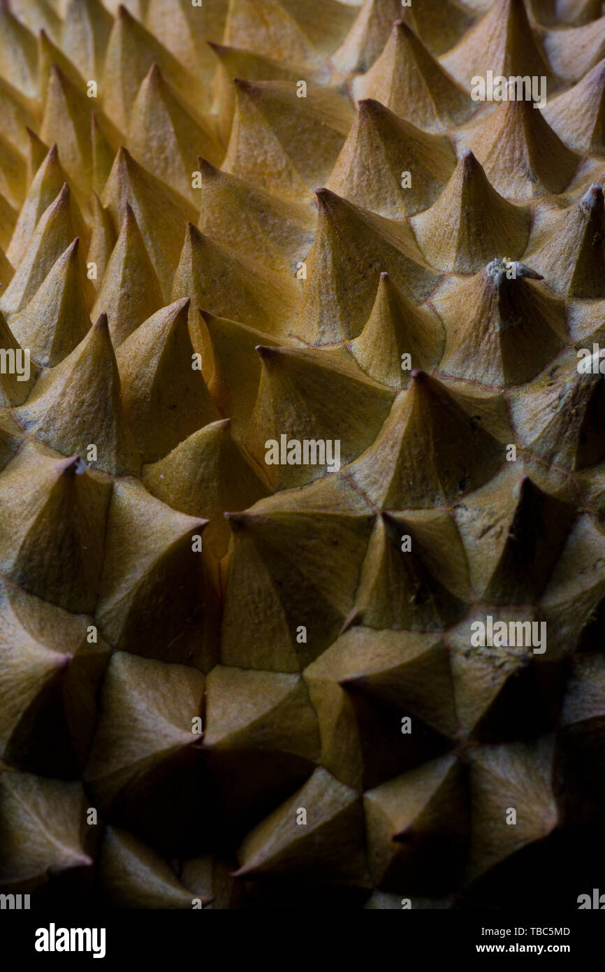 Durian design hi-res stock photography and images - Alamy