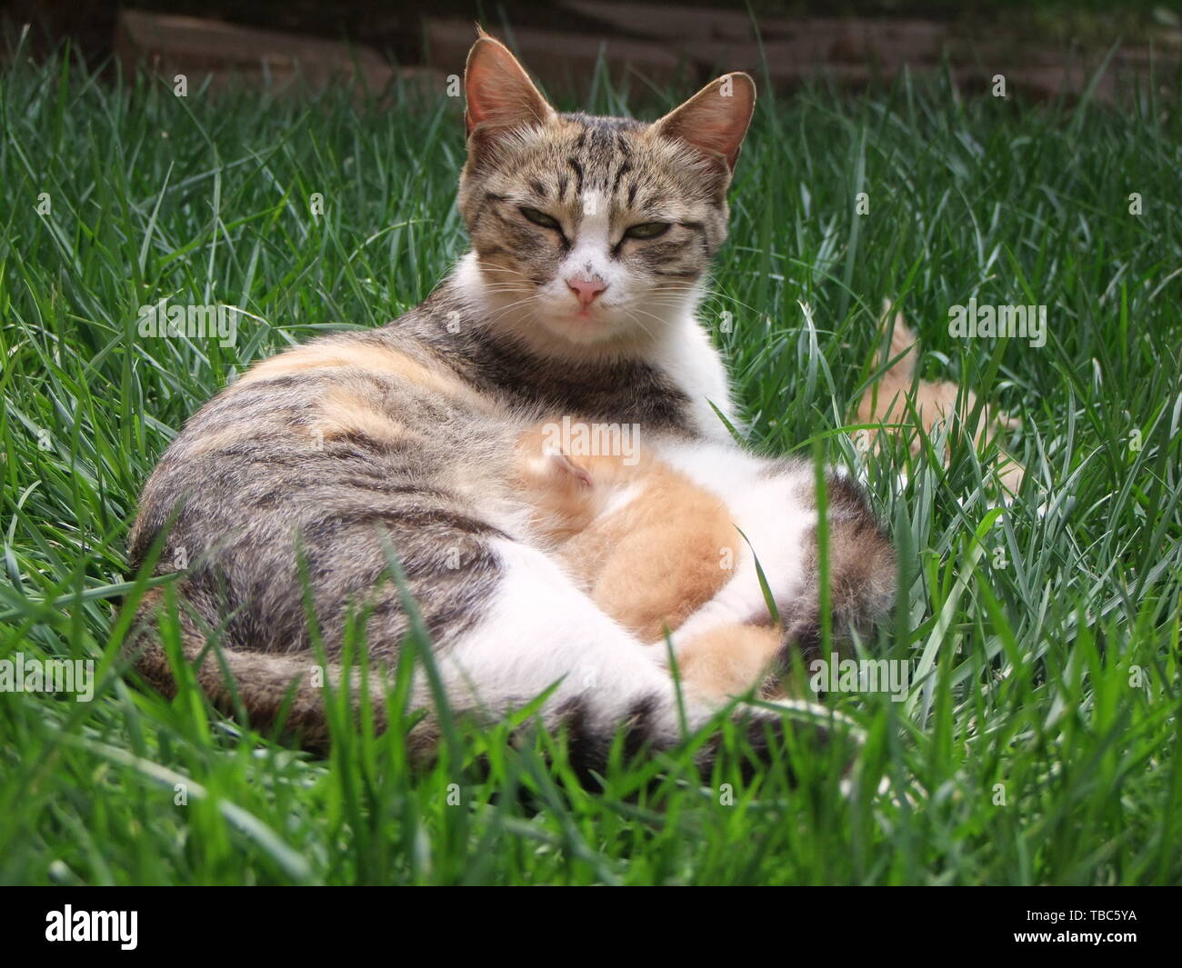 Set of cat hi-res stock photography and images - Alamy