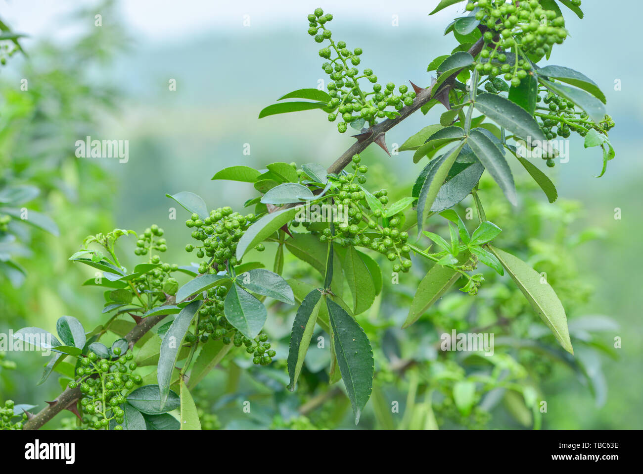 Pepper rattan pepper branch close-up HD large picture Stock Photo - Alamy