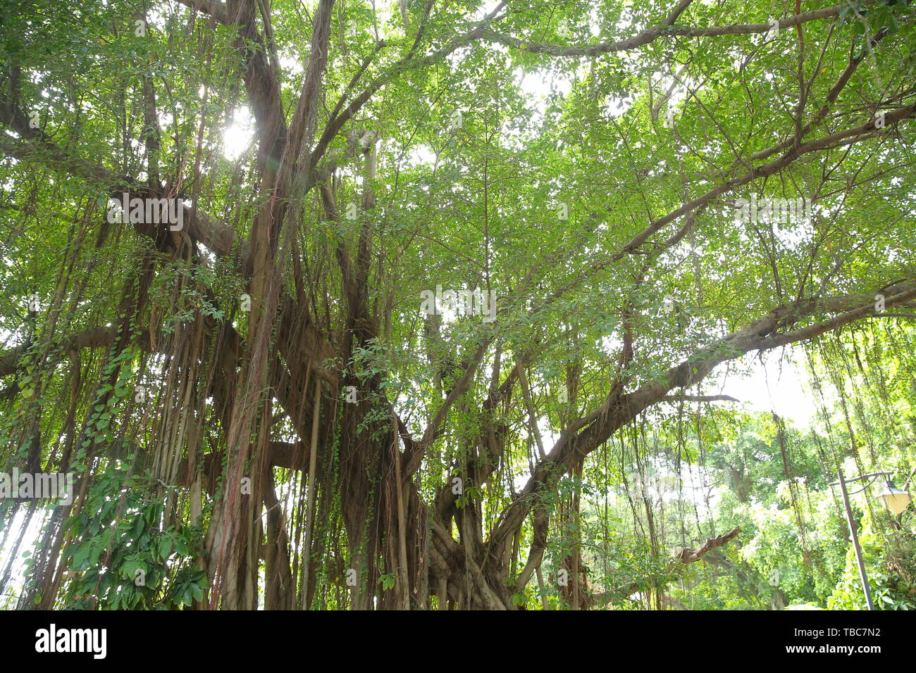 Gulangyu old banyan tree Stock Photo - Alamy