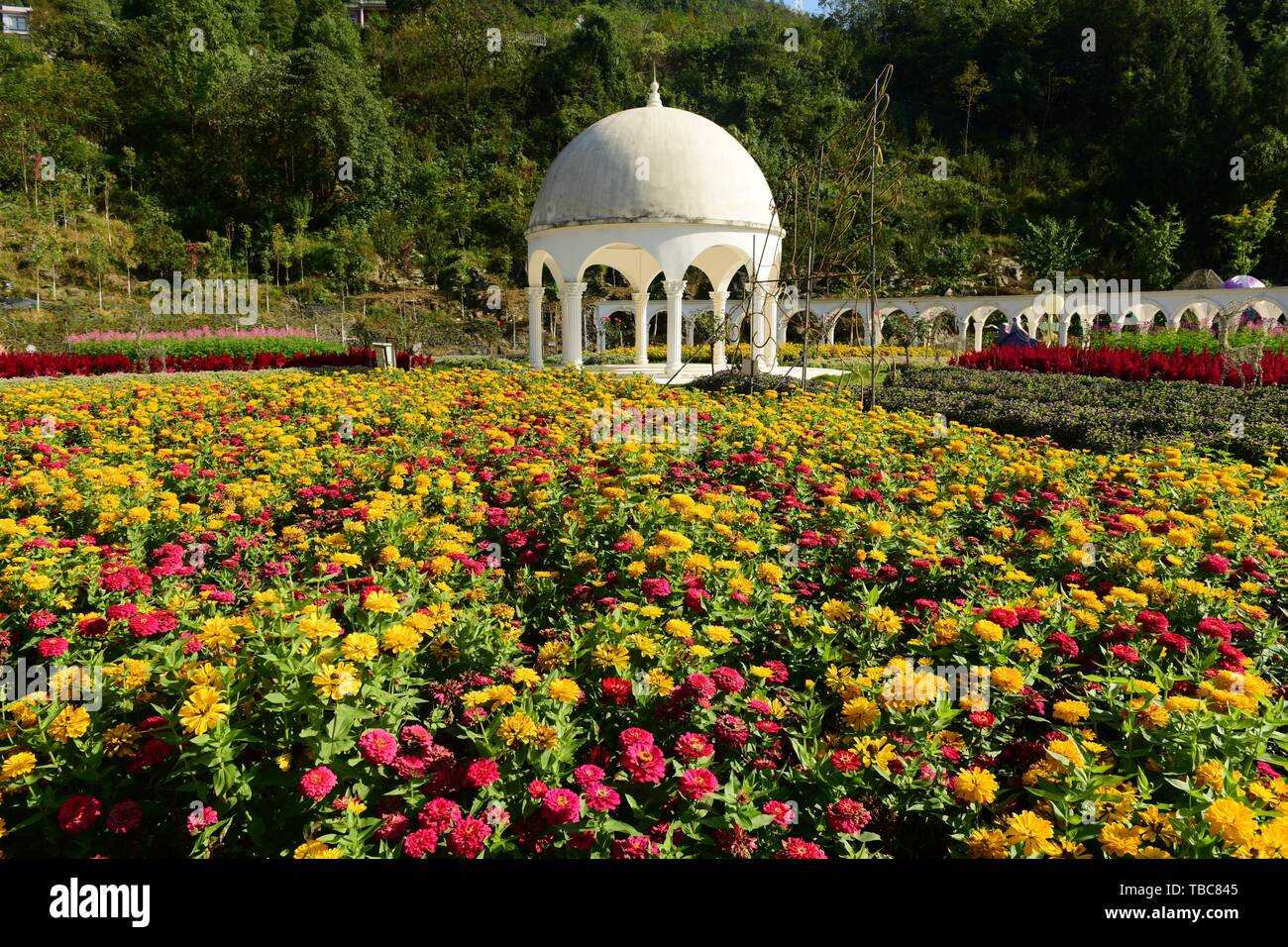 Flower Sea Promenade Stock Photo - Alamy